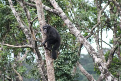 Process and Control Today | FLIR THERMAL CAMERAS HELP ECOLOGISTS USE ...