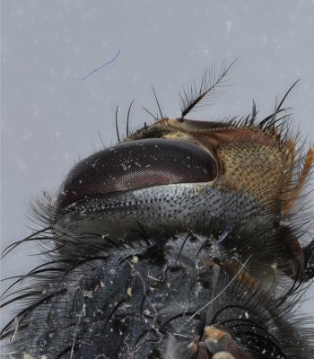 Process and Control Today | Versatility of VHX-7000 Brings Academic and ...